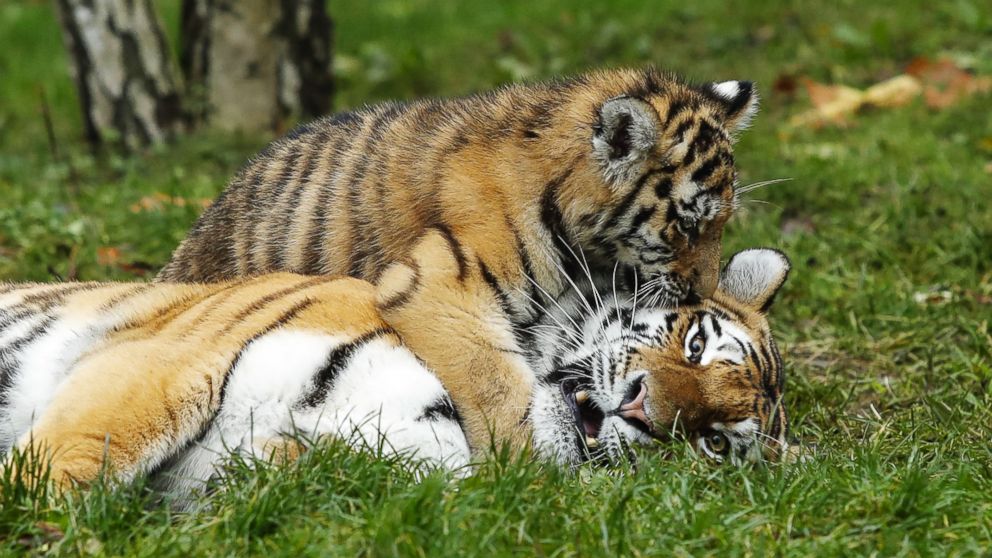 Adorable tiger cubs meet their dad for the 1st time - ABC News