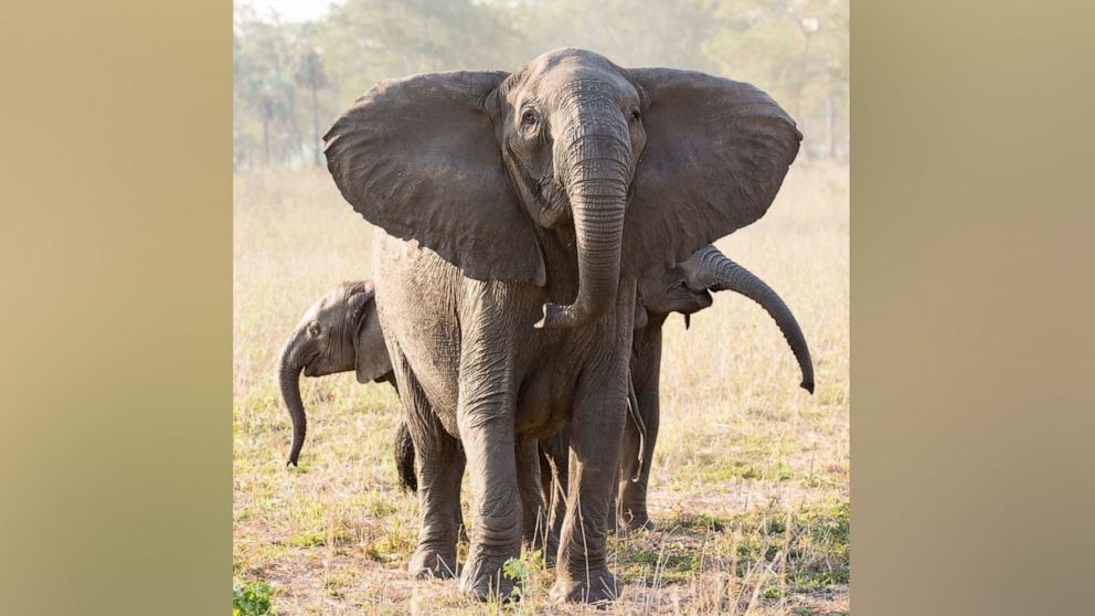 'Rapid evolution' of tuskless elephants caused by ivory trade ...