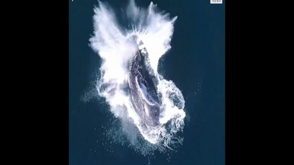 Video Humpback whales' spectacular mating display - ABC News Video Humpback whales' spectacular mating display - ABC News