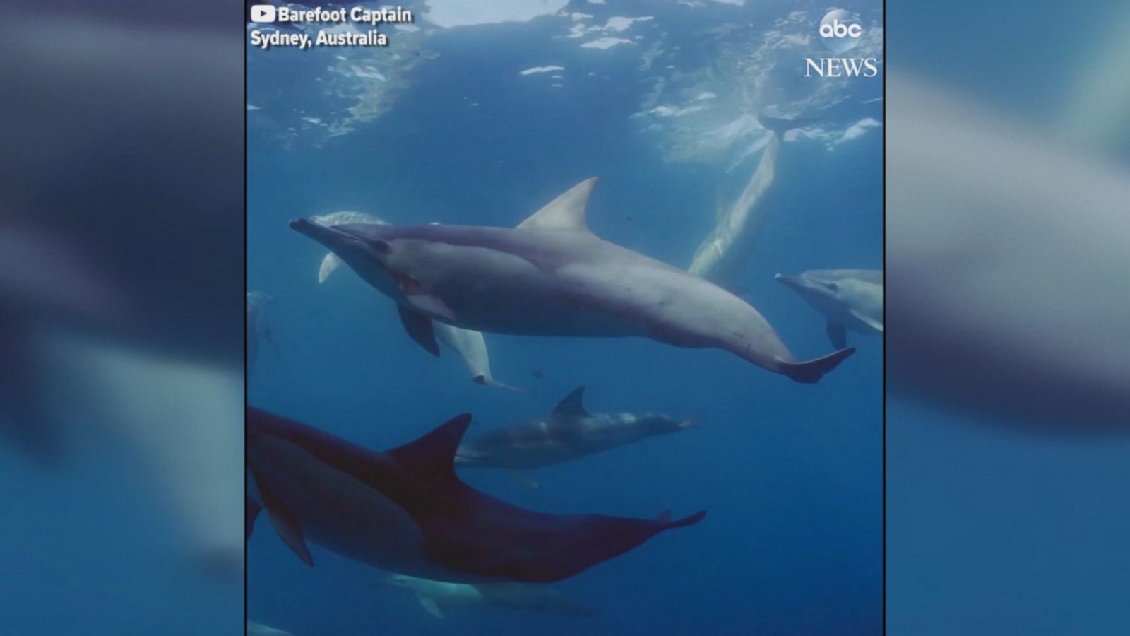 Dolphins swarm school of fish near Sydney - Good Morning America