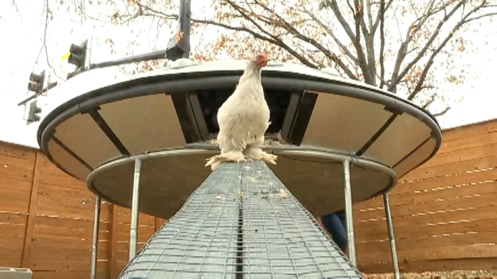 UFO-shaped chicken coop holds egg-straterrestrials - Good Morning America