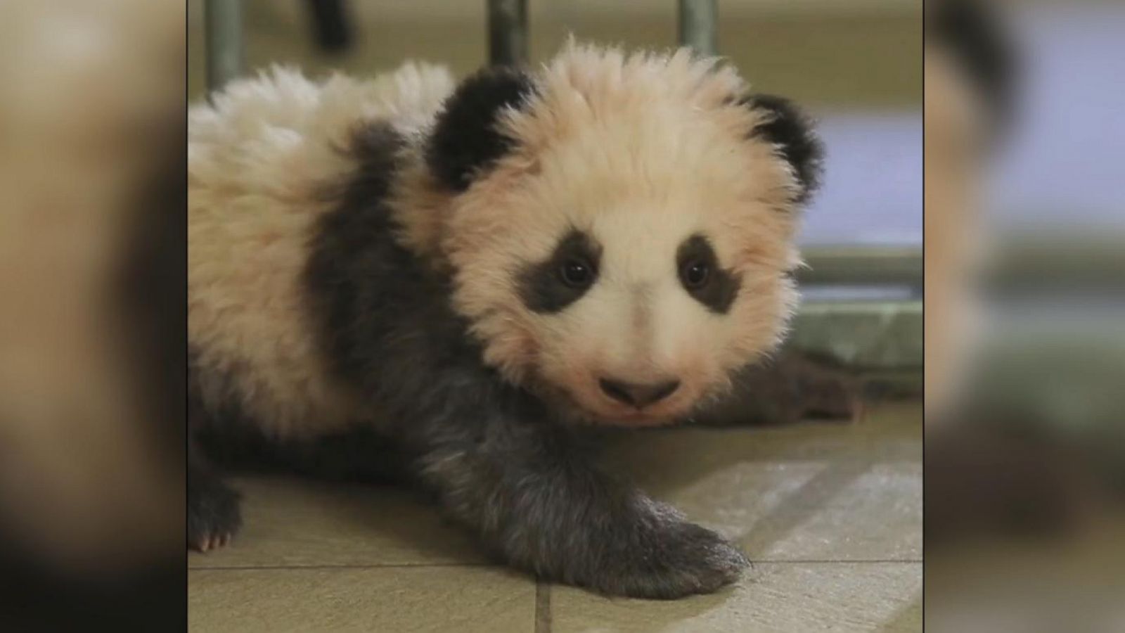 Baby panda attempts 1st steps - Good Morning America