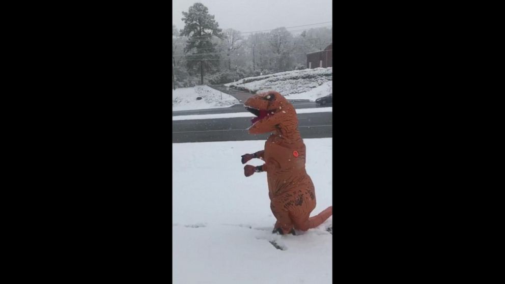 T. rex enjoys 1st day of snow, creates snow angels and snowballs - ABC News