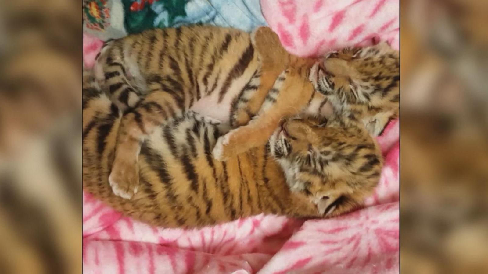 Cuddling tiger cubs amaze at Conn. zoo - Good Morning America