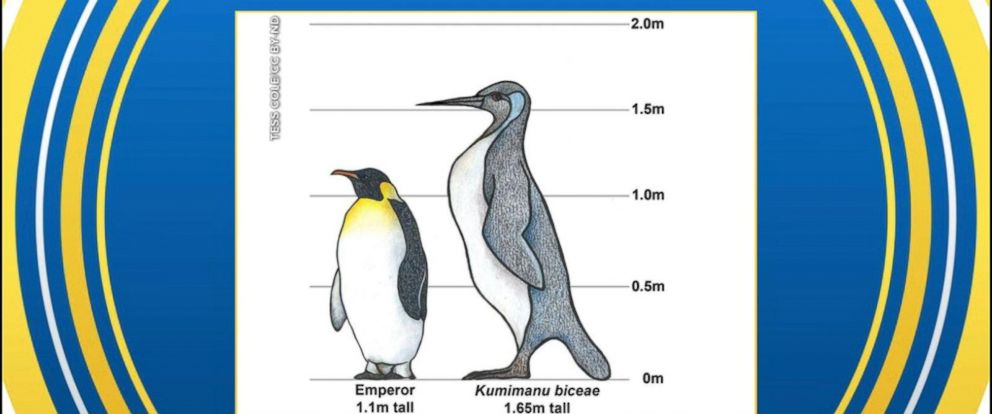 5 Foot Tall Penguin