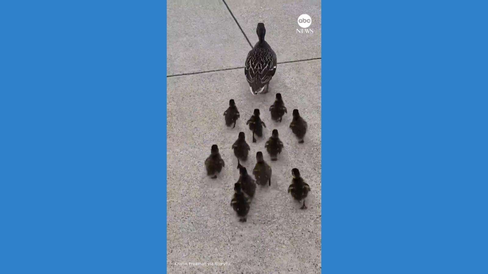 Librarian guides family of ducks to safety - Good Morning America