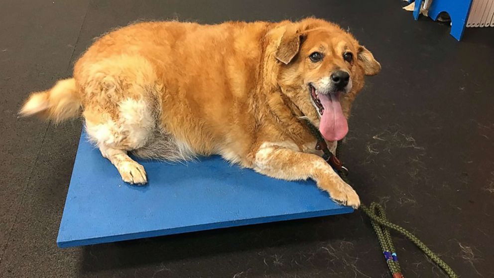 80-pound dog named Strudel down to 54 pounds after rigorous weight loss ...