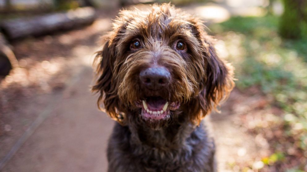 Are Dog Parks Safe