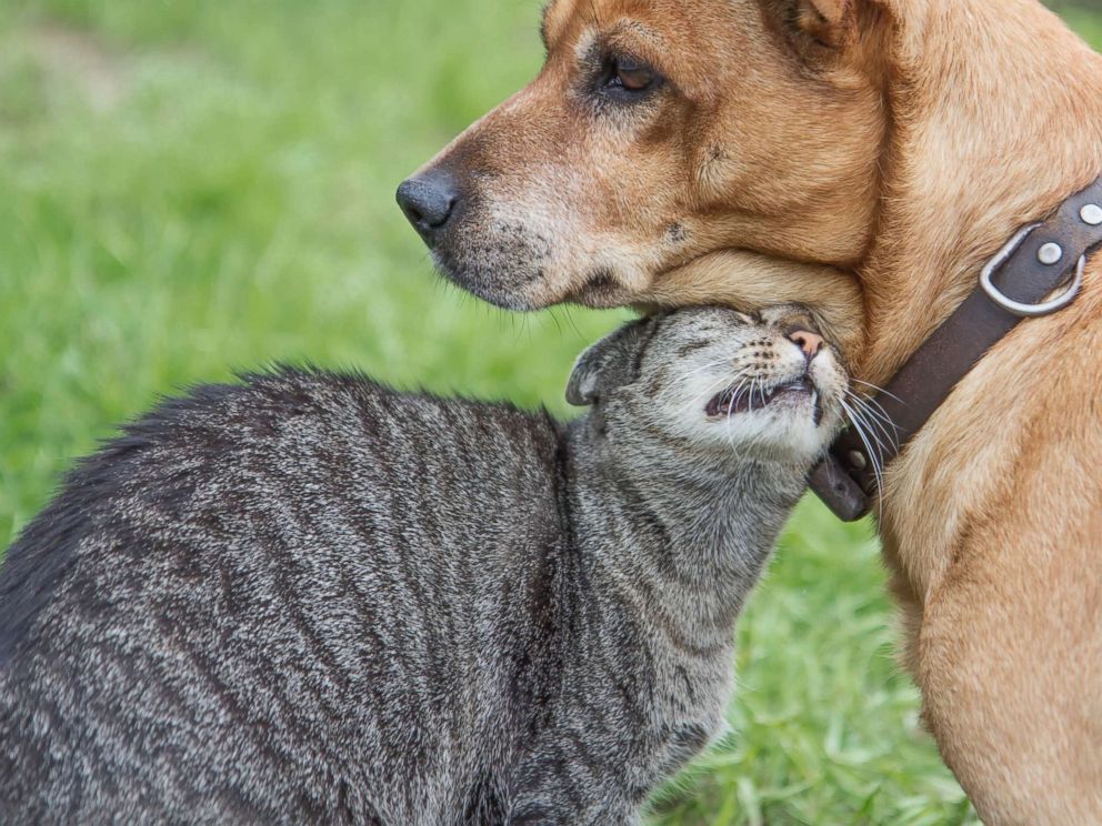 Are Cats Smarter Than Dogs Study