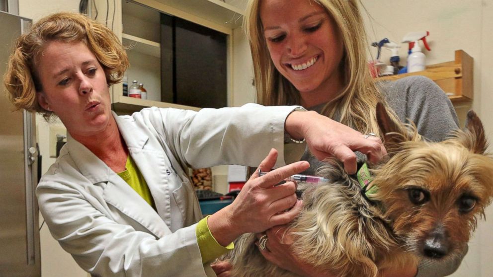 What to know about dog flu - ABC News