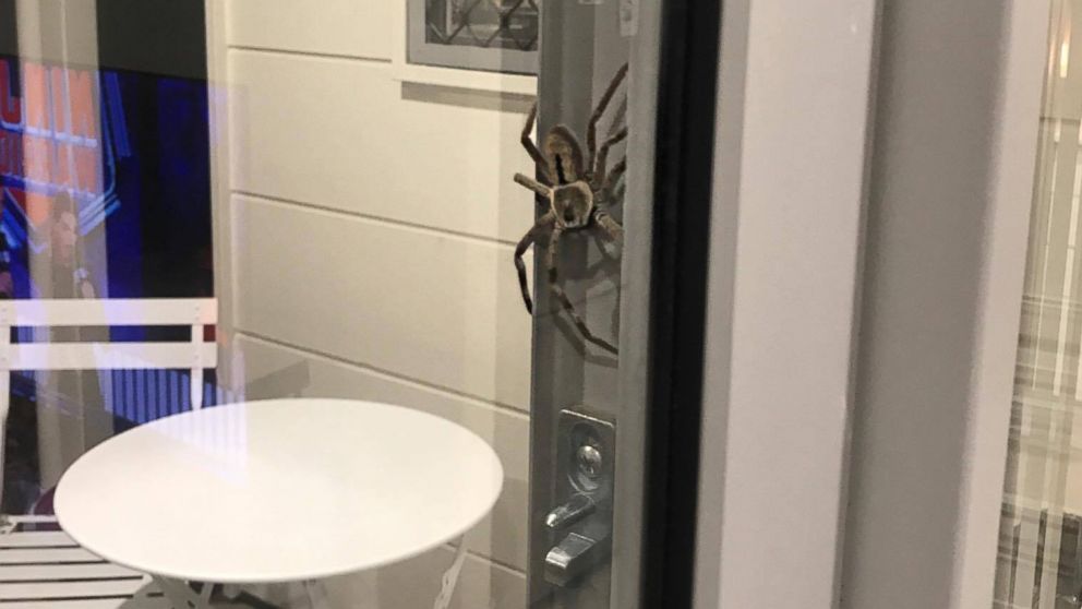 Hauntingly huge huntsman spider perches on window of Australian house ...