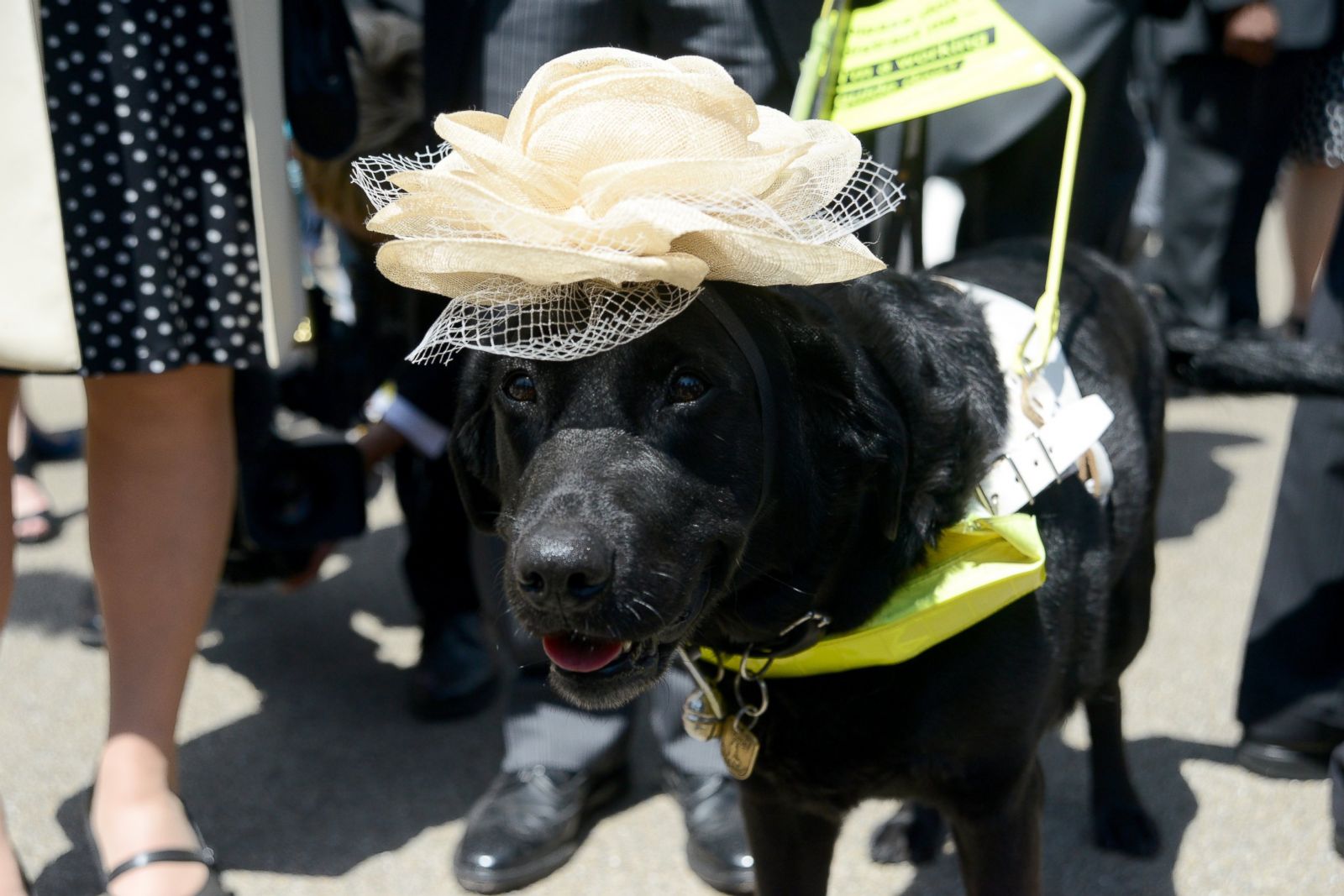 The 2015 Royal Ascot Photos | Image #81 - ABC News