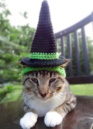 Funny Hats made for your Cat Photos - ABC News