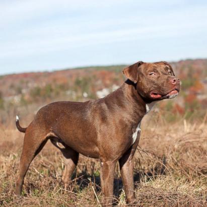 These Dogs Want to be Adopted. Picture | Dog Portraits that Lead to Dog ...