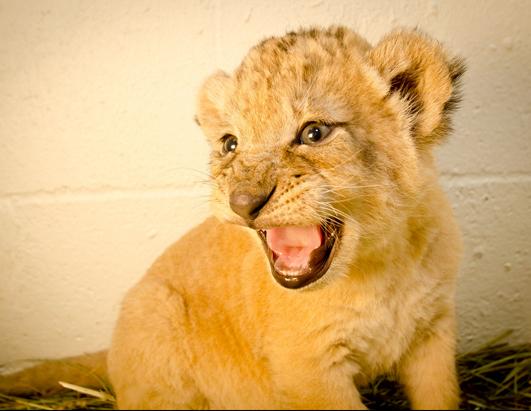 Check Out These Adorable Baby Lion Furballs Picture | Feisty, Furry 5 ...