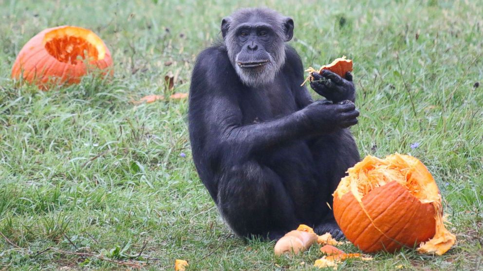 Zoo animals get in the Halloween spirit by smashing pumpkins, gourds ...