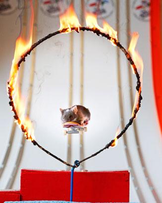 Amazing Surfing and Skating Mice!! Picture | The Incredible Athletic ...