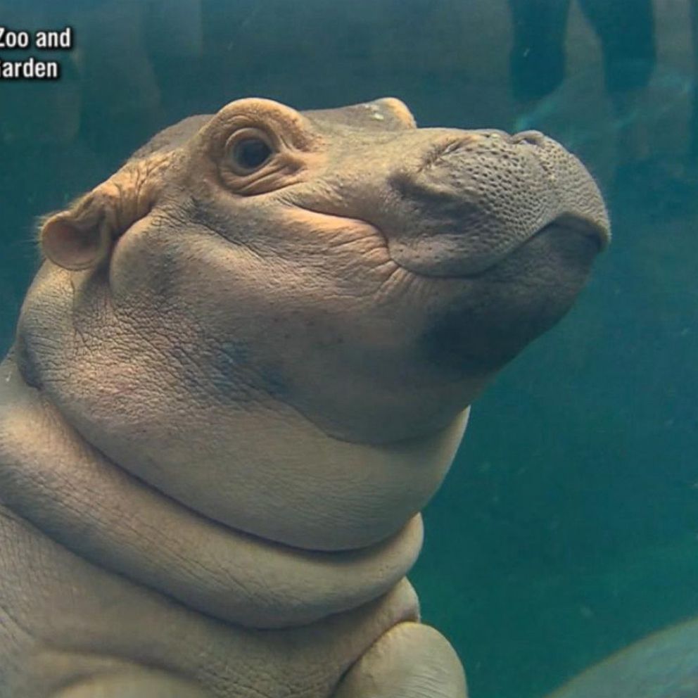 Fiona The Hippo