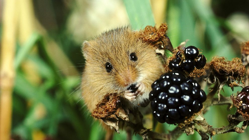 Taste Receptors Found In Mouse Testicles Linked To Fertility Abc News