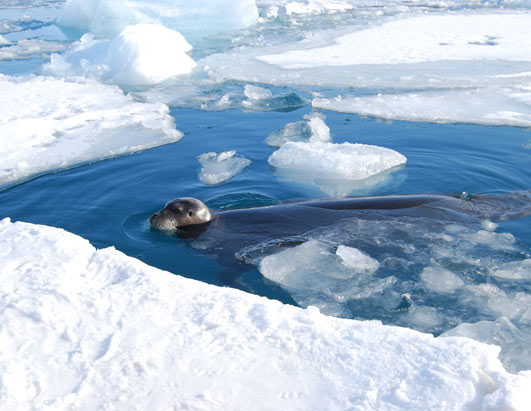 artic Picture | See the Arctic Up Close - ABC News
