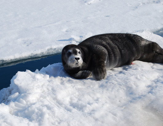 artic Picture | See the Arctic Up Close - ABC News