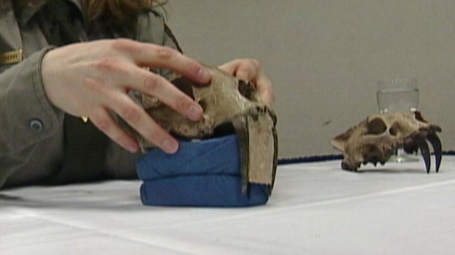 Frozen Saber Tooth Tiger Found