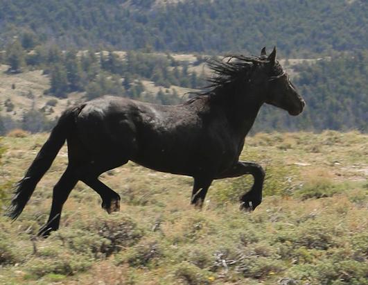 Wild Mustangs in Montana, Wyoming Photos - ABC News