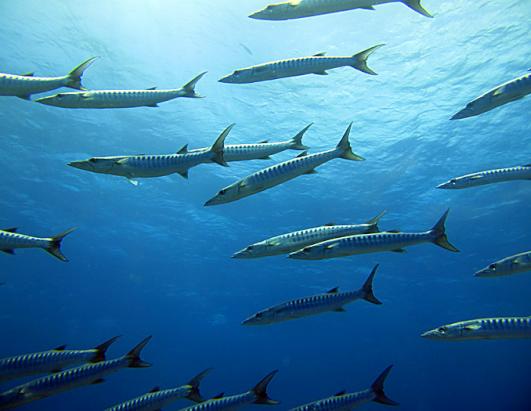 Kiribati's Phoenix Islands Protected Area earns global spotlight as ...