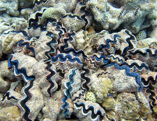 Kiribati's Phoenix Islands Protected Area earns global spotlight as ...