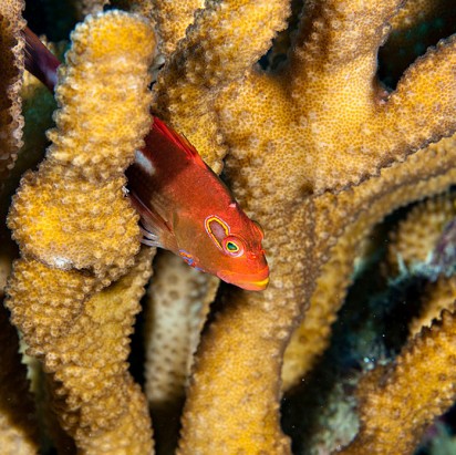 Kiribati's Phoenix Islands Protected Area earns global spotlight as ...