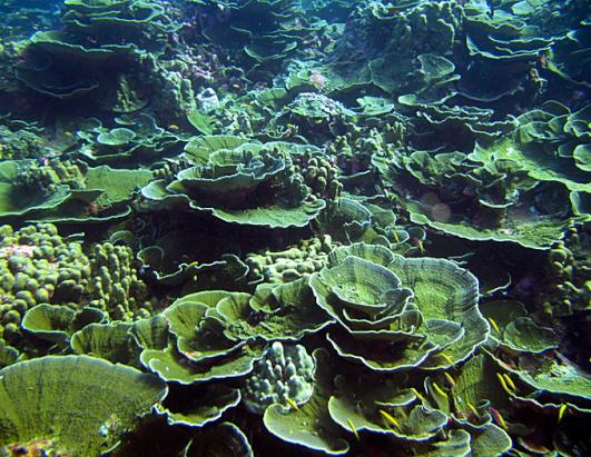 Kiribati's Phoenix Islands Protected Area earns global spotlight as ...