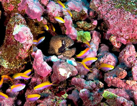 Kiribati's Phoenix Islands Protected Area earns global spotlight as ...
