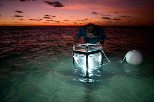 Census of Marine Life Picture | Under the Sea: Census of Marine Life ...