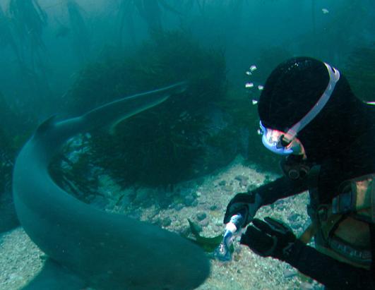 National Geographics Shark Attack Experiment Live Photos Abc News