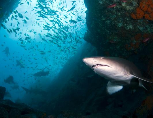 National Geographics Shark Attack Experiment Live Photos Abc News