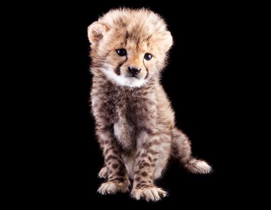 Adorable Baby Animals Picture | Zoo Borns The Next Generation Book ...