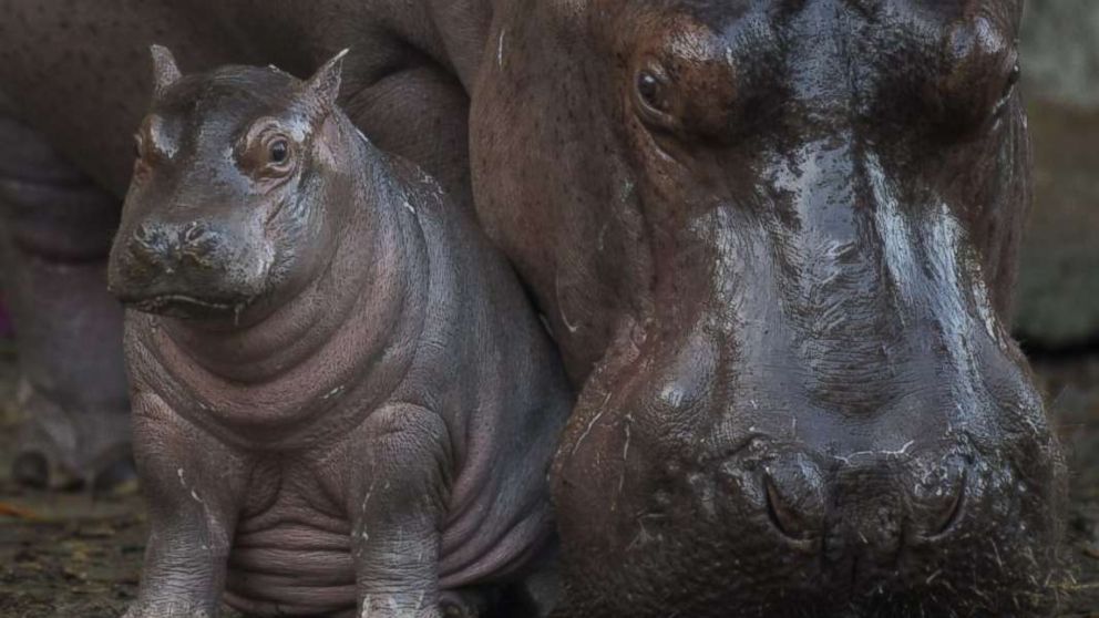 It's a . . . Disney reveals gender and name of new baby hippo - Good ...