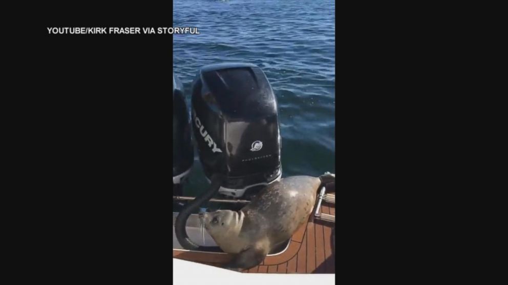 Seal Hops Aboard Boat to Avoid Hungry Killer Whales - ABC News