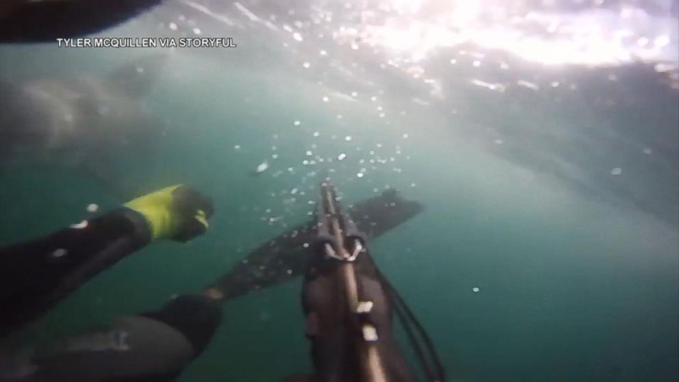 Spearfisher Captures 'Gnarly' Great White Shark Attack on Camera - ABC News
