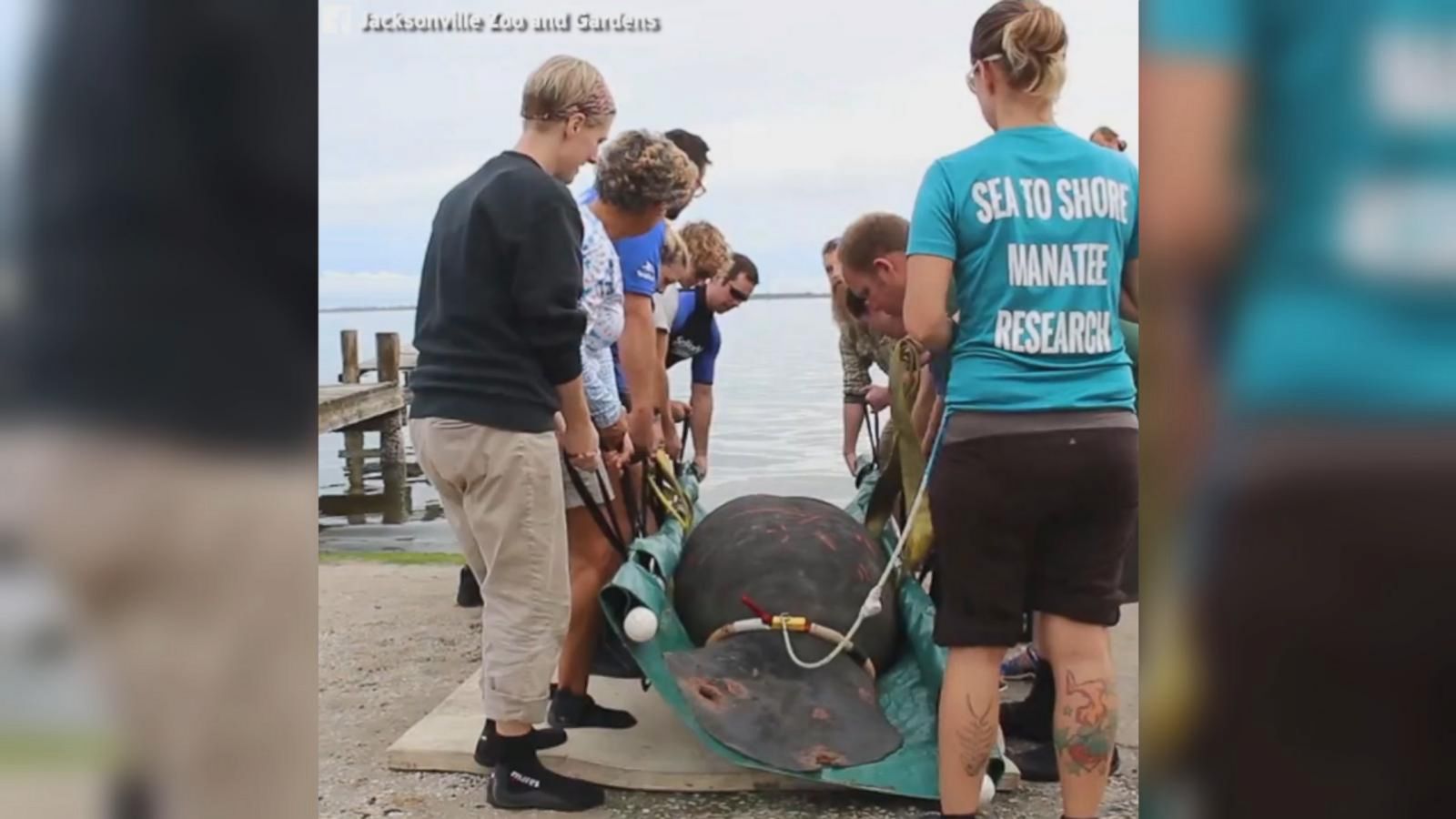 Injured manatee returns to the ocean - Good Morning America