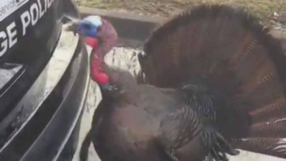 Turkey pecks at officer's patrol car - Good Morning America