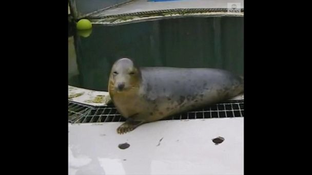 Video Scientists say they've taught seals to mimic human tones - ABC News Video Scientists say they've taught seals to mimic human tones - ABC News