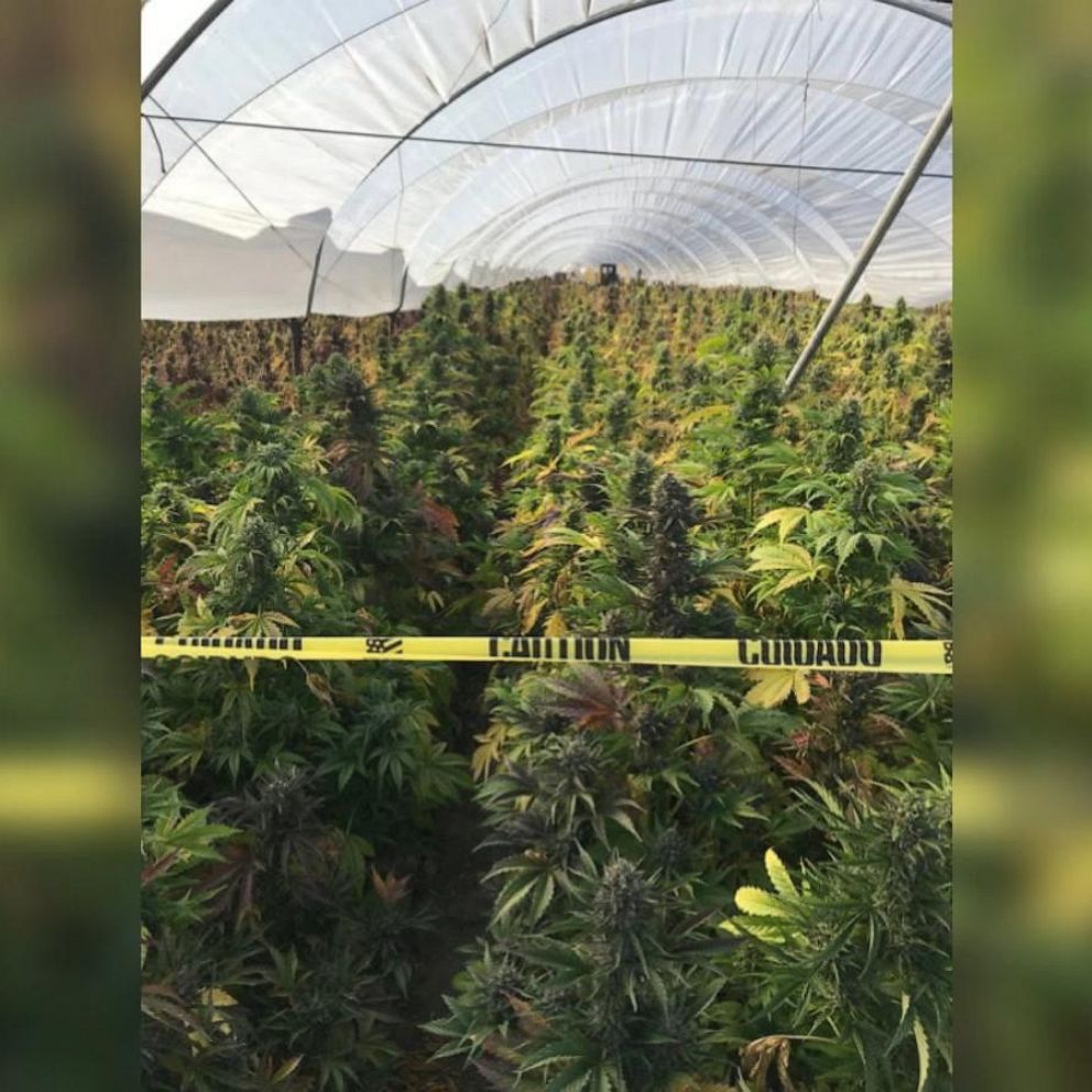 Most Weed Ever Seized