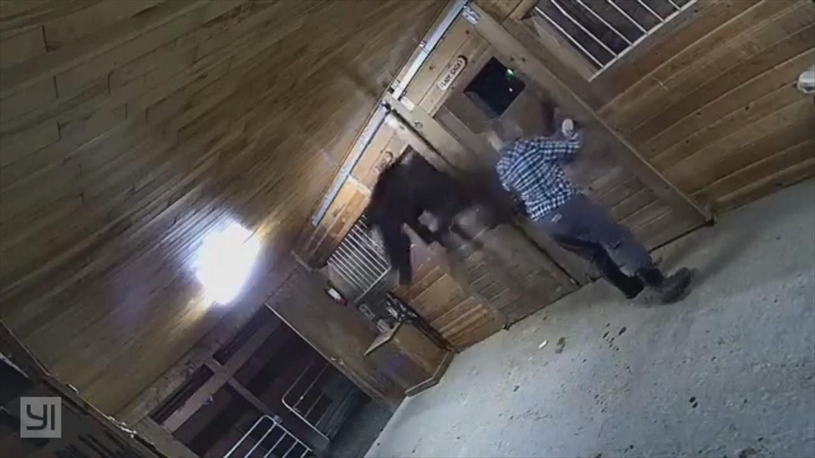 Spooked horse breaks through stable - Good Morning America