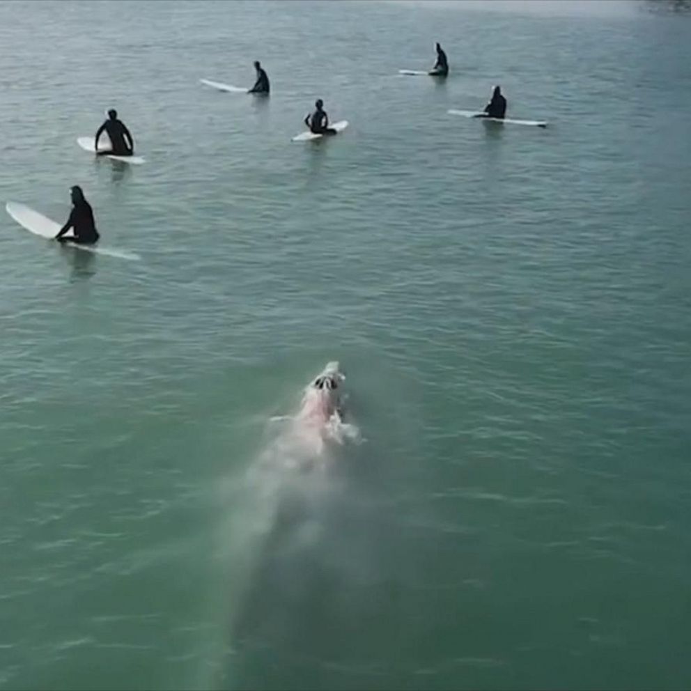 Surfer By Whale Sydney Surfer Collides With Whale BBC News