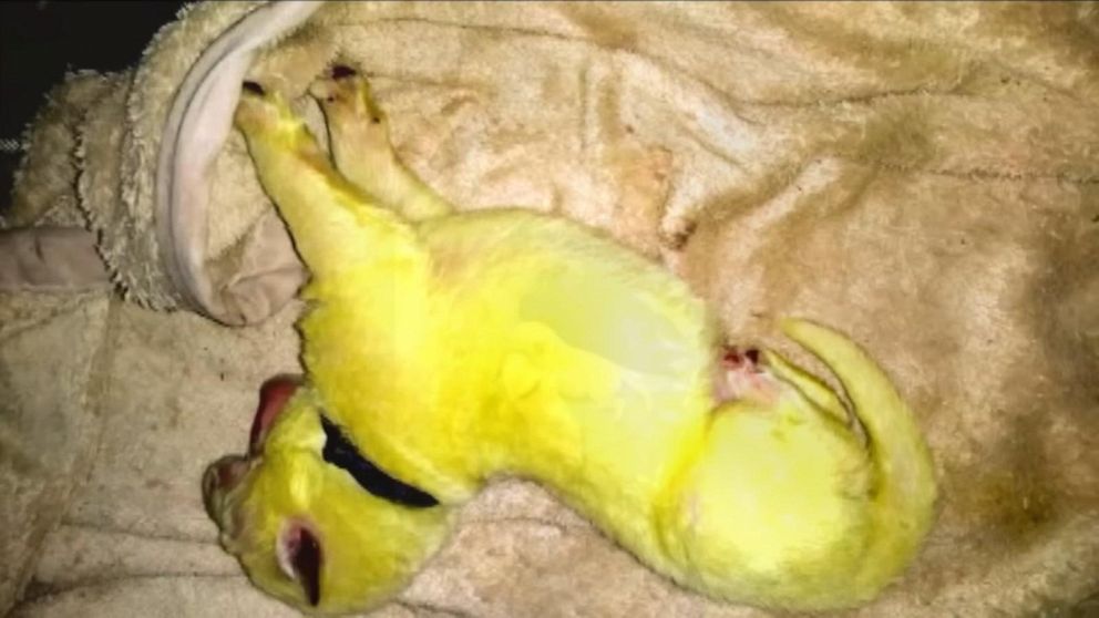 Meet Hulk, the puppy who was born bright green - ABC News