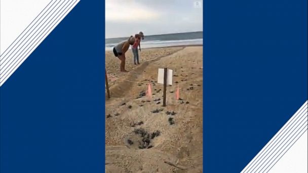 Video Baby sea turtles scramble across North Carolina beach - ABC News Video Baby sea turtles scramble across North Carolina beach - ABC News