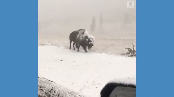 Video Bison walks through snowstorm in Yellowstone National Park - ABC News Video Bison walks through snowstorm in Yellowstone National Park - ABC News
