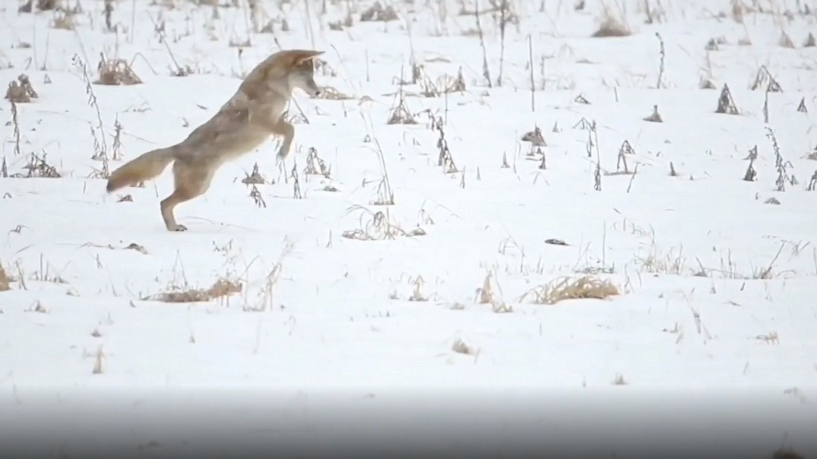 Hop to it: Coyote demonstrates hunting technique - Good Morning America