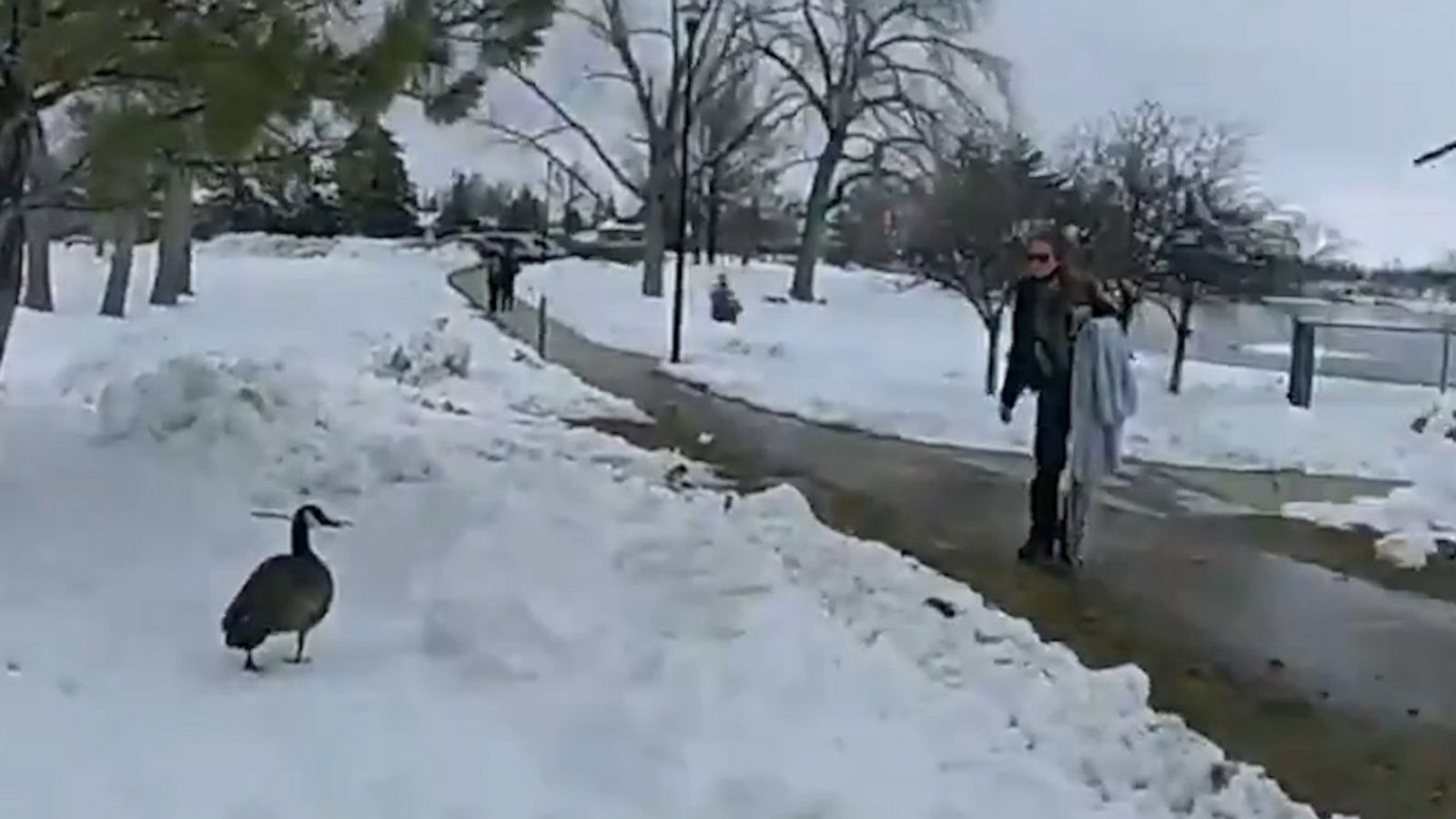 Officers in Colorado save goose injured by an arrow - Good Morning America